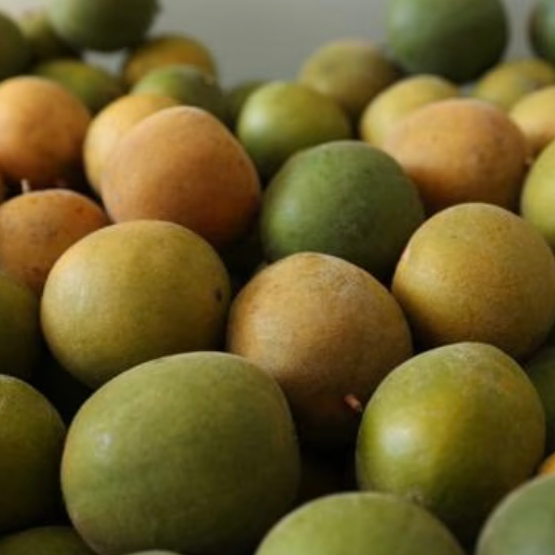 Acerola Cherry Energy – Plants By People